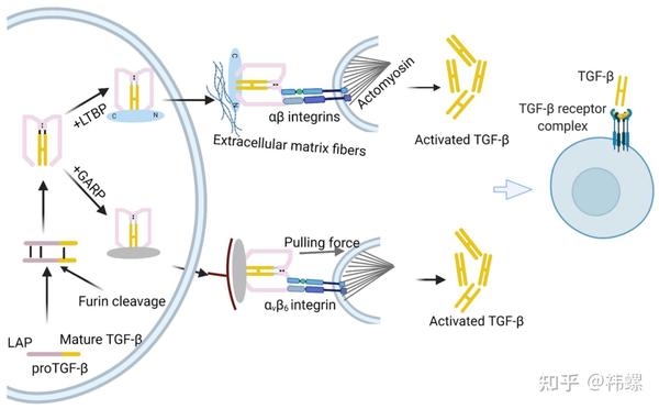 TGF-β 信号通路相关综述（2） - 知乎
