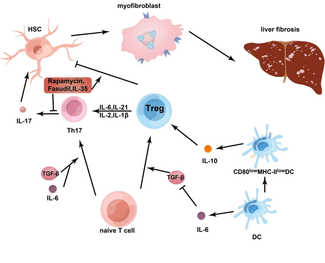 CDD 综述︱陆云杰/朱玺团队等评述调节性T细胞在肝纤维化中的研究进展 - 知乎