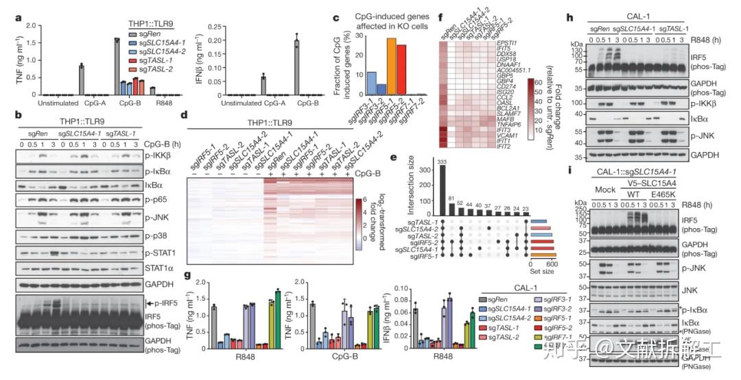 【Nature论文拆解】Toll样受体通路新的接头蛋白TASL——自身免疫病治疗新靶点 - 知乎