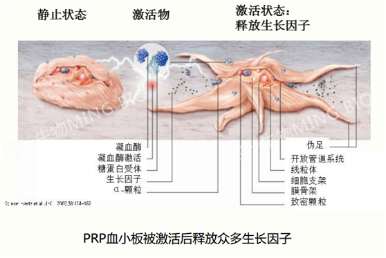 什么是PRP?是什么作用原理？有什么功效？ - 知乎