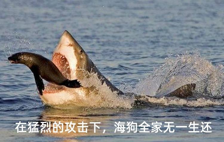 麒麟9000和骁龙8+Gen1对比起来咋样啊。? - 知乎