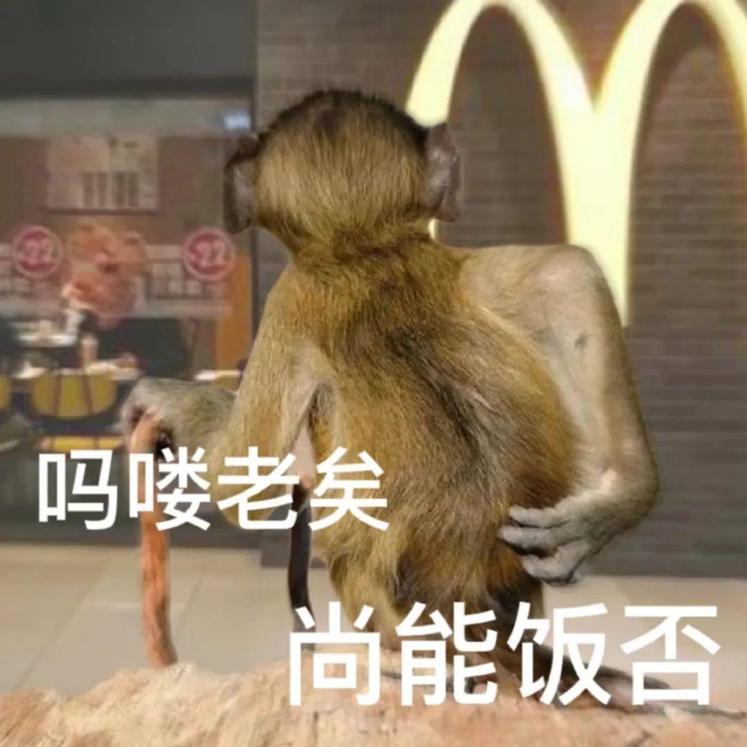 请问大家有没有猴子的表情包？ - 知乎
