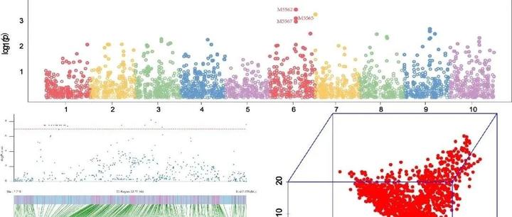 GWAS分析先做后学 - 知乎