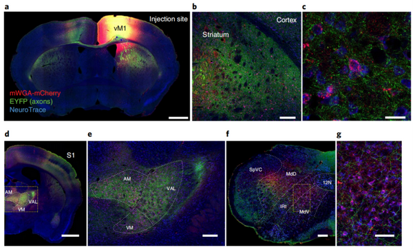 小布Tips | 顺行示踪工具-- mWGA - 知乎
