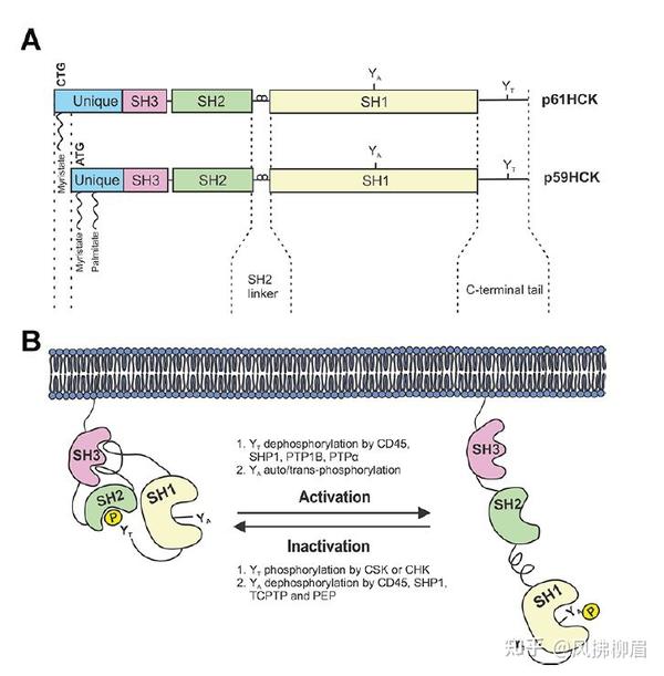 浅谈SRC家族造血细胞激酶HCK - 知乎