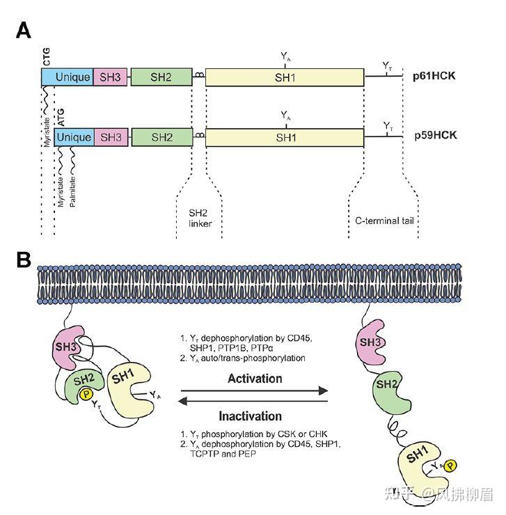 浅谈SRC家族造血细胞激酶HCK - 知乎