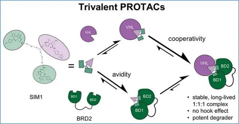 PROTAC药物在生物样品分析中的挑战 - 知乎