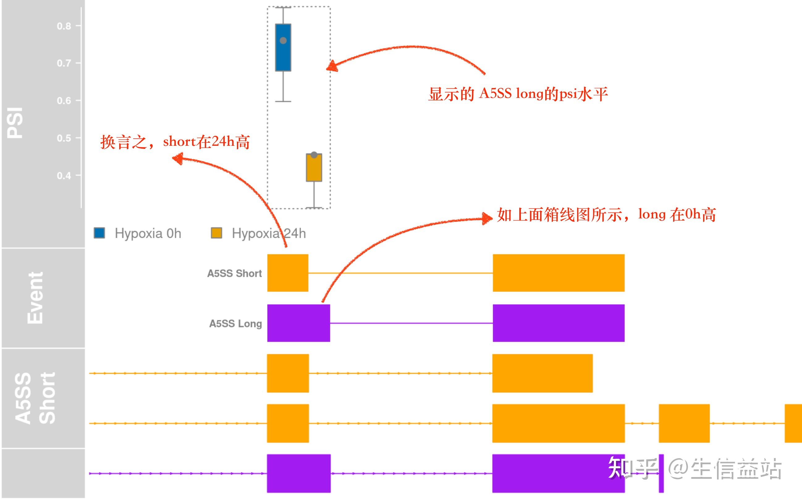 可变剪切如何影响蛋白功能？从rMATS到蛋白功能注释说起... - 知乎