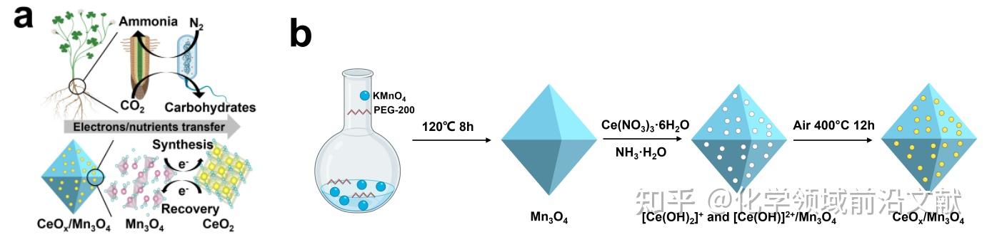 中科大吴宇恩/陈控/徐索文Angew：植物固氮作用仿生纳米酶｜基于电子转移和限域锚定的Mn-Ce共生多活性位点纳米酶用于活性氧清除 - 知乎