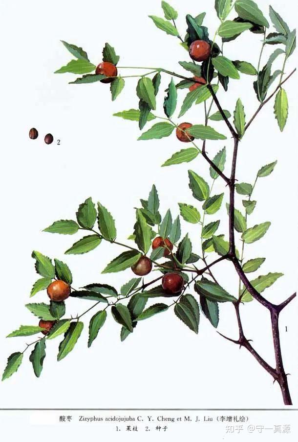 酸枣仁混淆品大揭秘，这些你都知道吗？ - 知乎