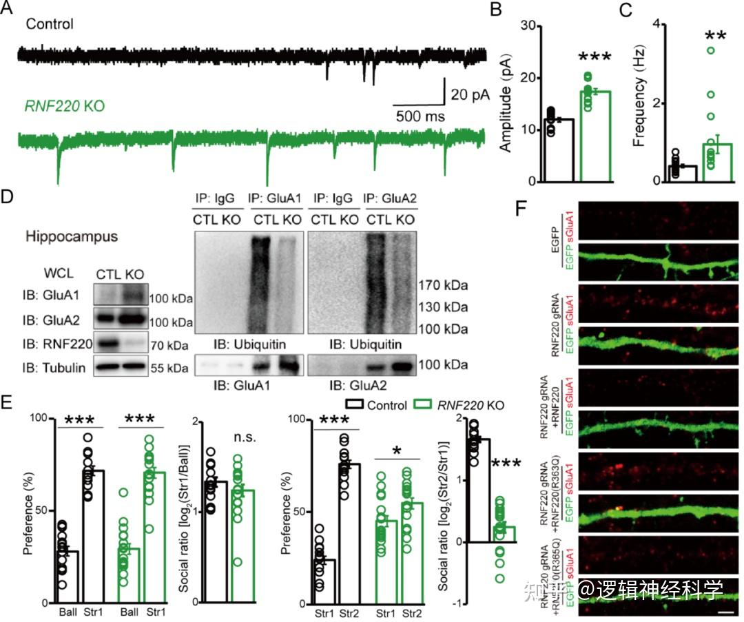 Sci Adv︱中科院昆明动物研究所盛能印/毛炳宇/复旦大学丁玉强团队合作发现AMPA受体泛素化在兴奋性突触功能调控中的新机制 - 知乎
