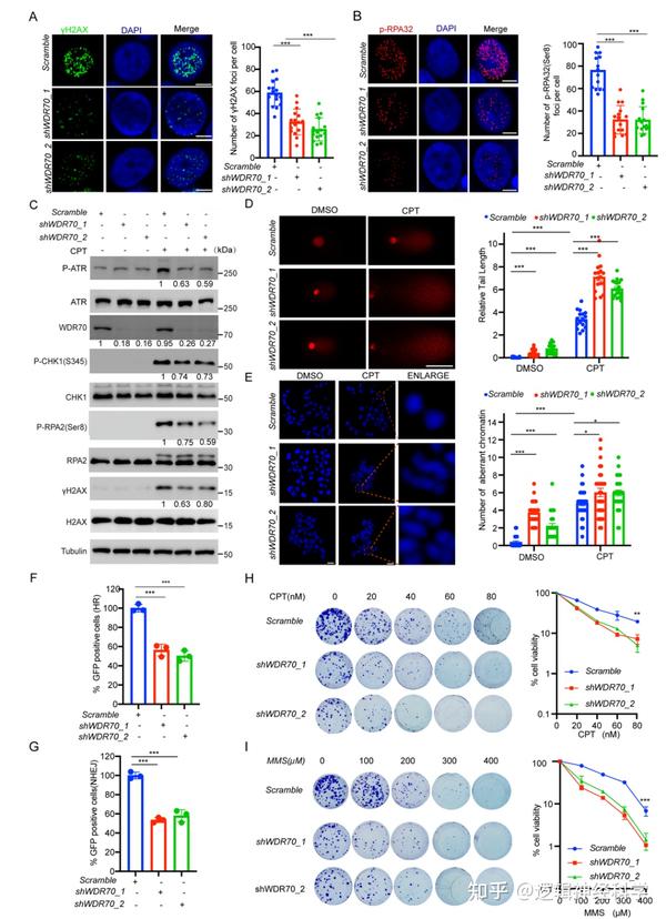 Sci Adv︱四川大学韩俊宏团队揭示WDR70调控DNA损伤修复的新机制 - 知乎