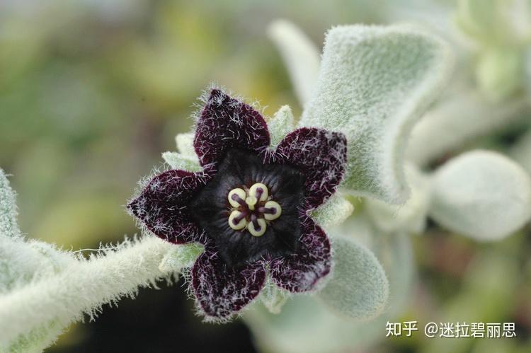 有哪些黑色花的植物？ - 知乎