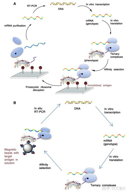 核糖体展示（Ribosome Display） - 知乎