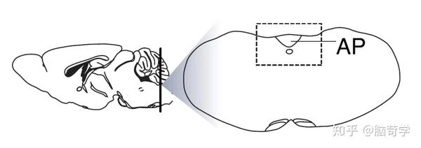 Neuron | 张楚楚等构建小鼠恶心呕吐相关脑区Area Postrema的细胞图谱并揭示该脑区中恶心感相关的神经通路 - 知乎