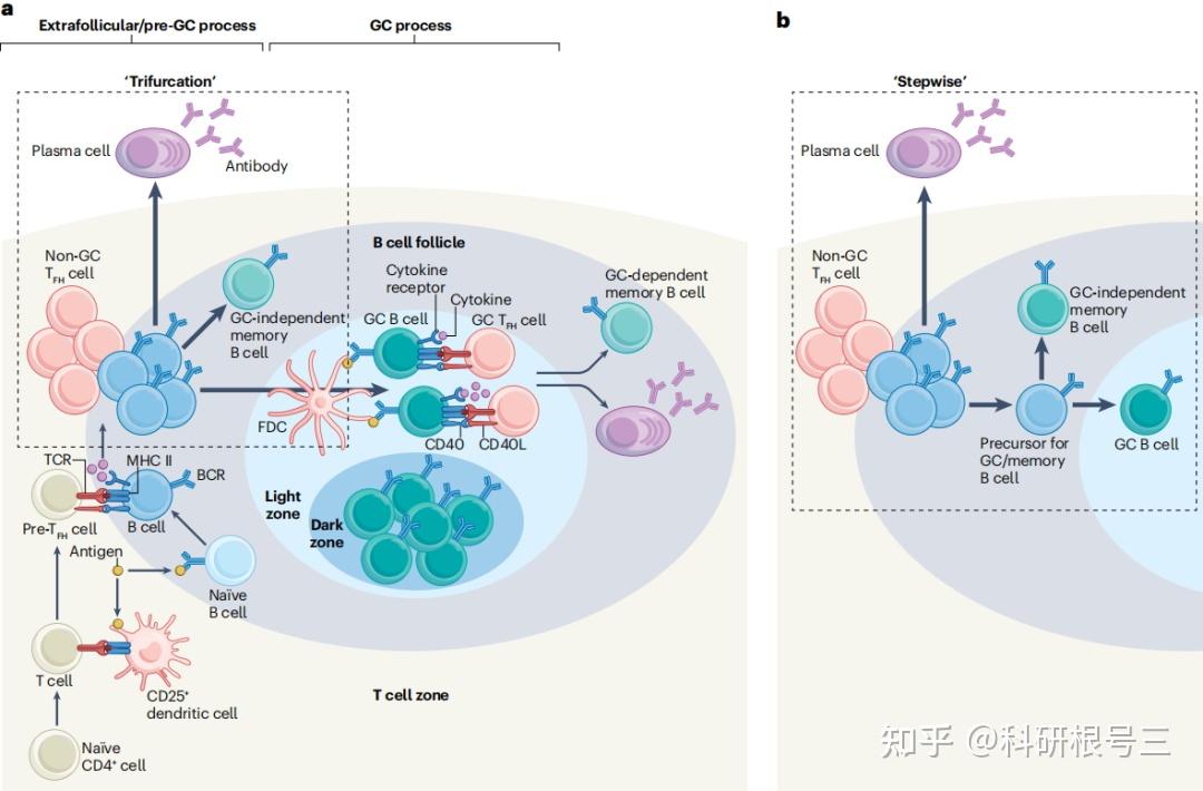 记忆B细胞：免疫系统的超级英雄 - 知乎