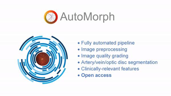 视网膜血管自动化分析AutoMorph - 知乎