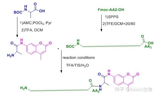 荧光标记多FITC/AMC/FAM/Rhodamine/TAMRA/Cy3/Cy5/Cy7-Peptide - 知乎