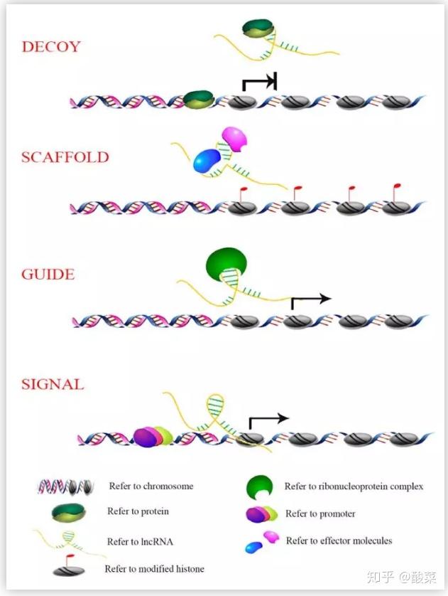 Cell阶段总结：非编码RNA从实验走向临床 - 知乎