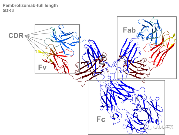 PD1抗体epitope比较 - 知乎
