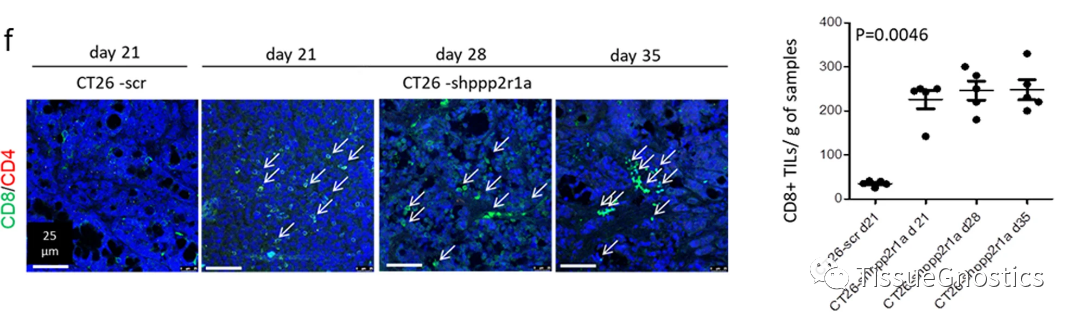 Nature Communications|蛋白磷酸酶2A（PP2A）或将成为肿瘤生物标志物“新宠” - 知乎