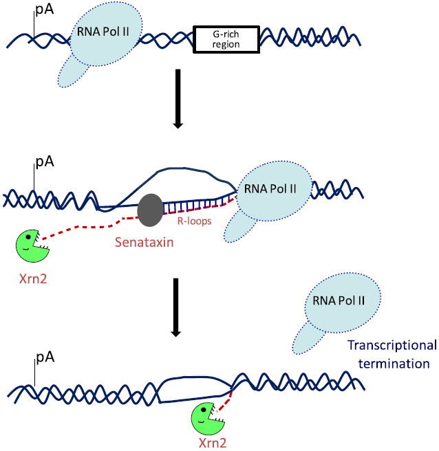特殊DNA-RNA互作R-loop丰富基因转录的表观调控机制 - 知乎