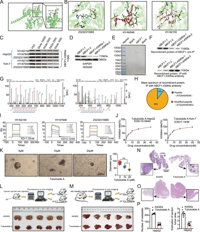 Cell Death Differ | 非组蛋白乳酰化通过转录激活调控肝细胞癌进展机制 - 知乎