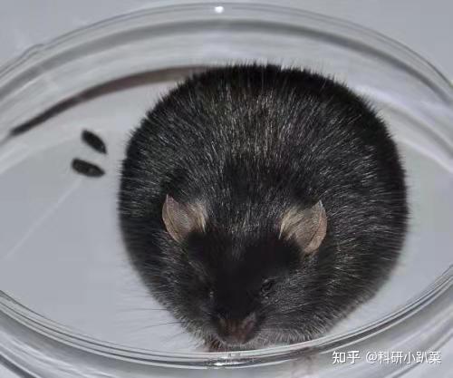 BKS-DB | Ⅱ型糖尿病小鼠模型 - 知乎