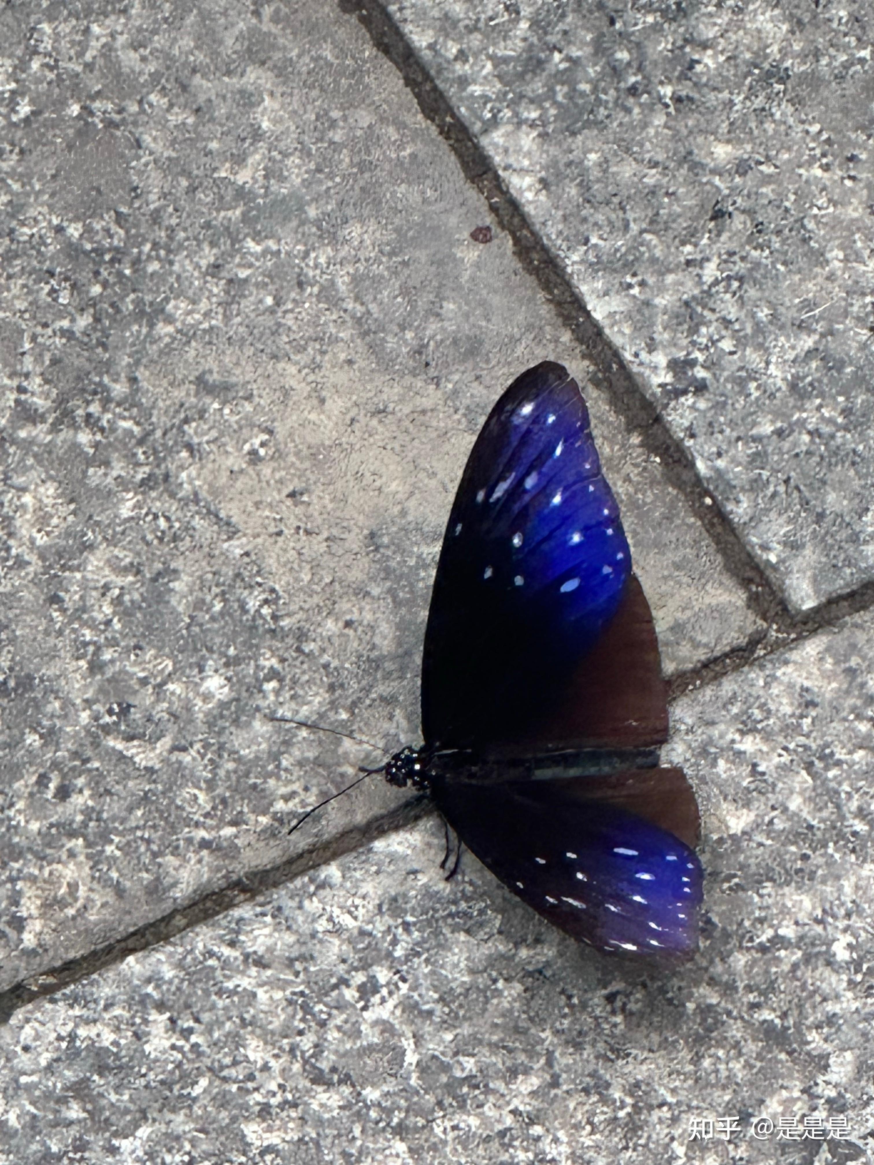 蓝点紫斑蝶 Blue-spotted Crow - 知乎