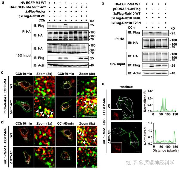 CMLS︱华中科技大学张蓉颖实验室揭示Rab10作为分子制动器调控M4 mAChR转运和信号的分子机制 - 知乎