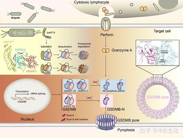 Nature：研究揭示GSDMB膜打孔介导细胞焦亡的结构基础和调控机制 - 知乎