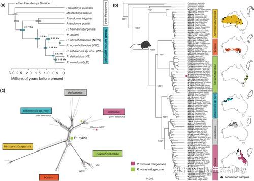 生物群落的特殊性：澳大利亚娇弱小鼠的生殖隔离快速多样化 - 知乎