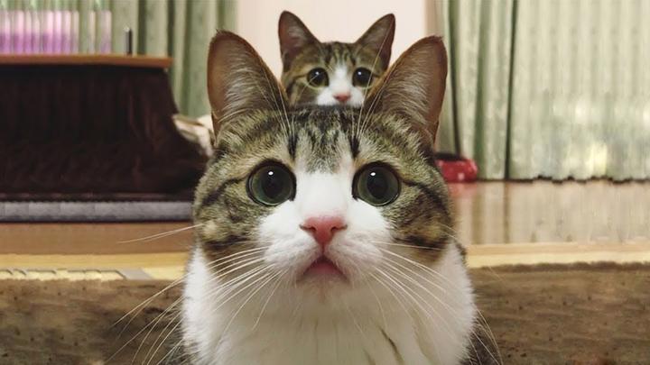 HTTP Client CFCA SSL证书授信问题处理 - 知乎