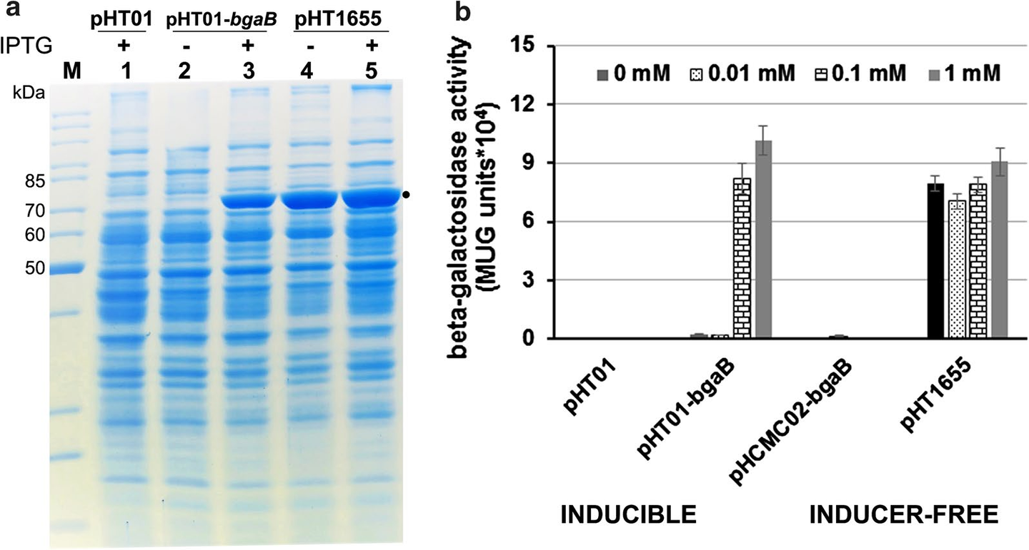 基于枯草芽孢杆菌IPTG启动子无诱导剂表达载体的开发 - 知乎
