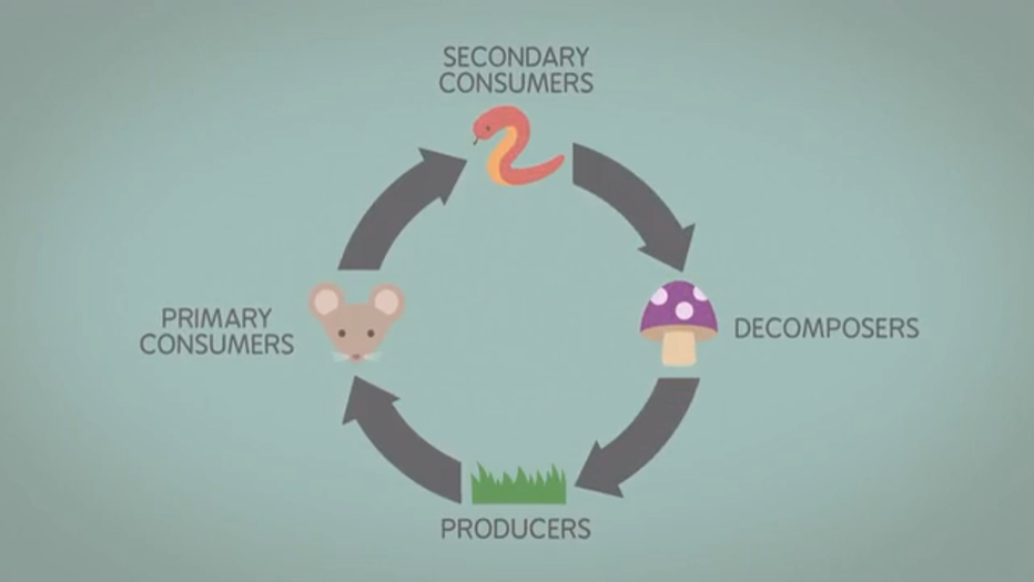 TED-ed科普动画系列《Awesome Nature 了不起的自然》 - 知乎