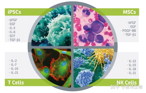 IL-18和IL-12对NK细胞活化及细胞因子产生具有协同作用 - 知乎