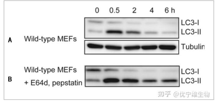 【小优细节君】LC3 Western结果分析大揭秘！ - 知乎