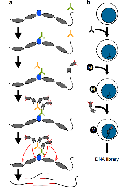 干货 | 初识CUT&Tag技术与核心酶pG/pA-Tn5 - 知乎