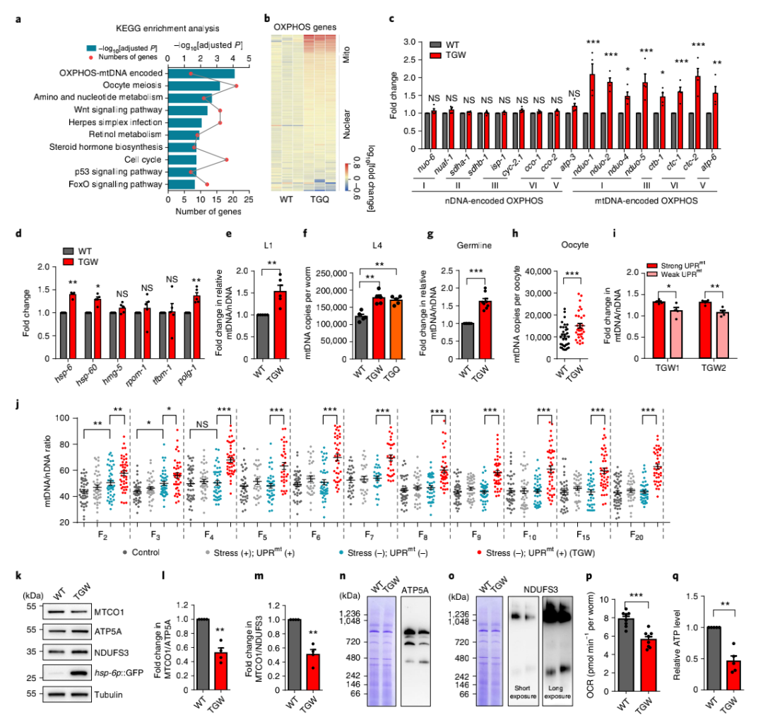 NCB：神经元线粒体应激记忆可通过mtDNA水平升高跨代遗传 - 知乎