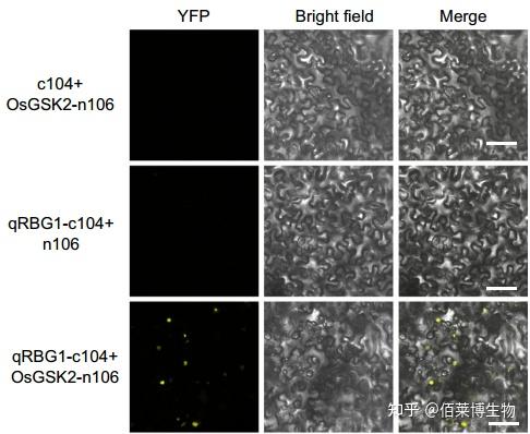 细胞内蛋白相互作用检测：双分子荧光互补（BiFC）实验服务 - 知乎
