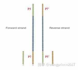 illumina 双端测序（pair end） - 知乎