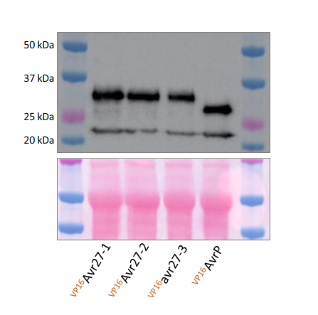 RUBY报告系统 | 一种新的可直接通过肉眼观察植物组织累积红色甜菜碱的报告系统 - 知乎
