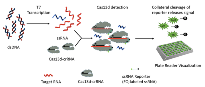 天大齐浩等发现用Cas13d也能检测单核苷酸突变 - 知乎