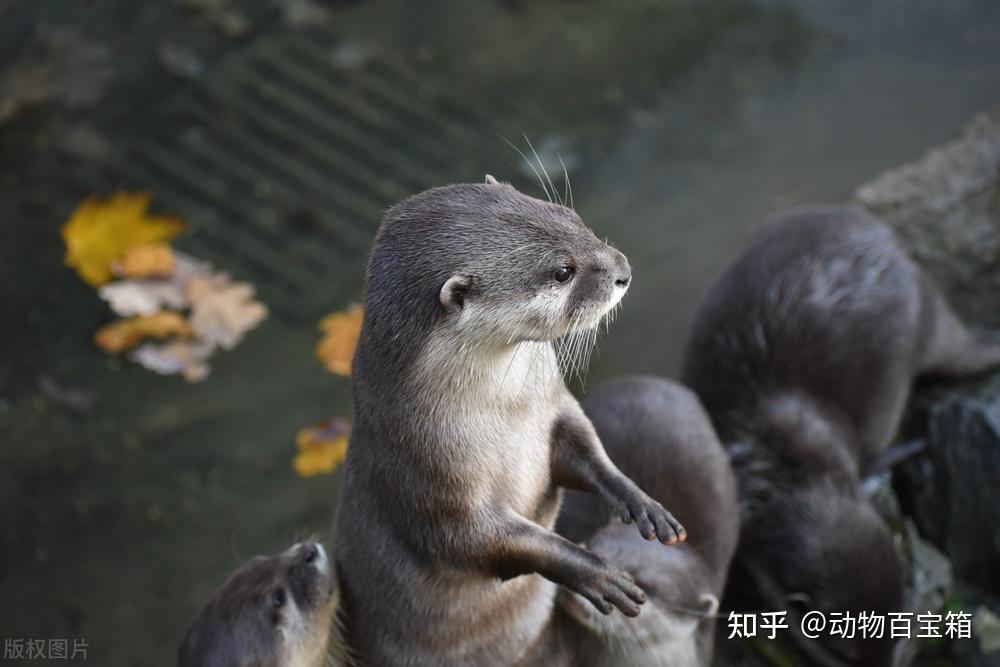 水鼬的脑力堪比人类？被你穿在身上的动物远比你想的要聪明得多 - 知乎
