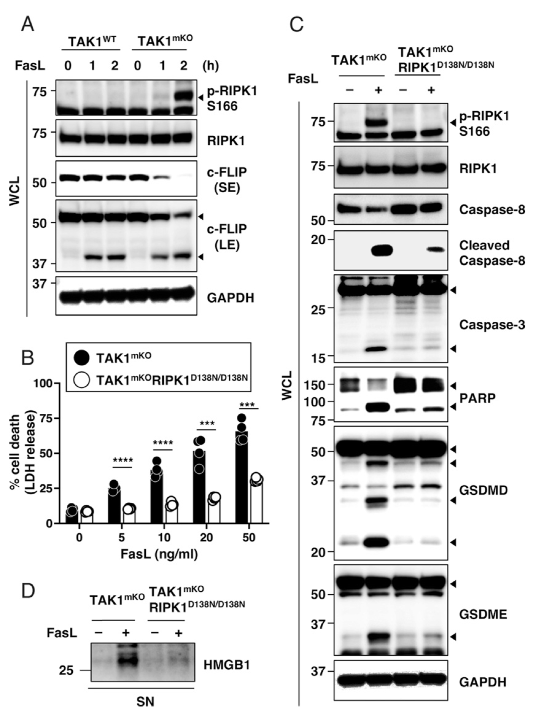 J Immunol丨TAK1 限制死亡受体 Fas 诱导的巨噬细胞死亡 - 知乎