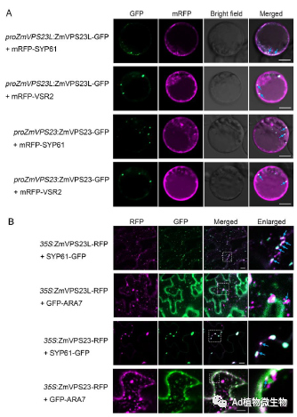 Plant Cell | 山东大学研究揭示调控玉米免疫受体介导的防御反应的新机制！ - 知乎