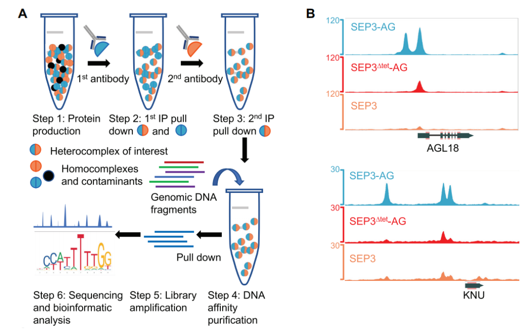 鉴定转录因子结合位点的新技术——DAP-seq - 知乎