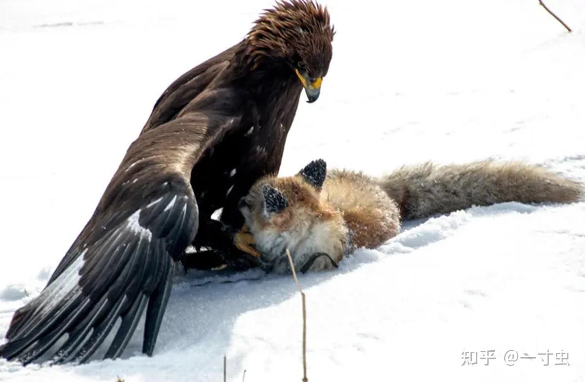 号称猛禽之王的金雕，有啥特别之处？空中击杀天鹅，地面捕食野狼 - 知乎