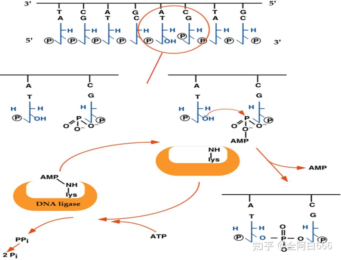 DNA的合成 - 知乎