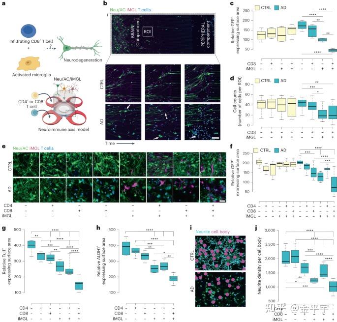 新型3D人体细胞模型揭示免疫细胞在阿尔茨海默病中的作用 - 知乎